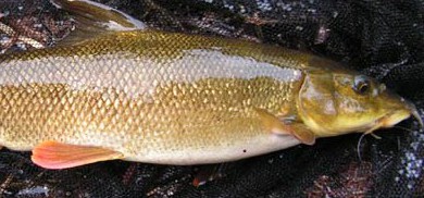 Parma obecná :: Ryby-martin-nydrle